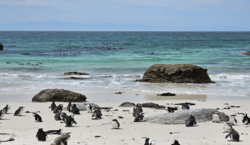 Cape Town Table Mountain Penguins & Cape Point All-inclusive, , Cape ...