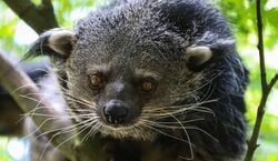 Felidae Wildkatzen- und Artenschutzzentrum Barnim, Sydower Fließ ...